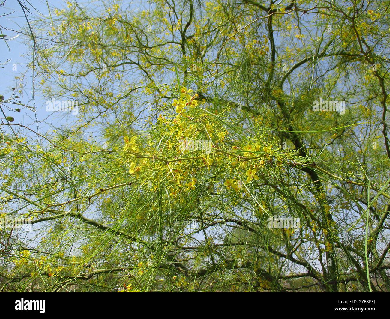 Mexican palo verde (Parkinsonia aculeata) Plantae Stock Photo - Alamy