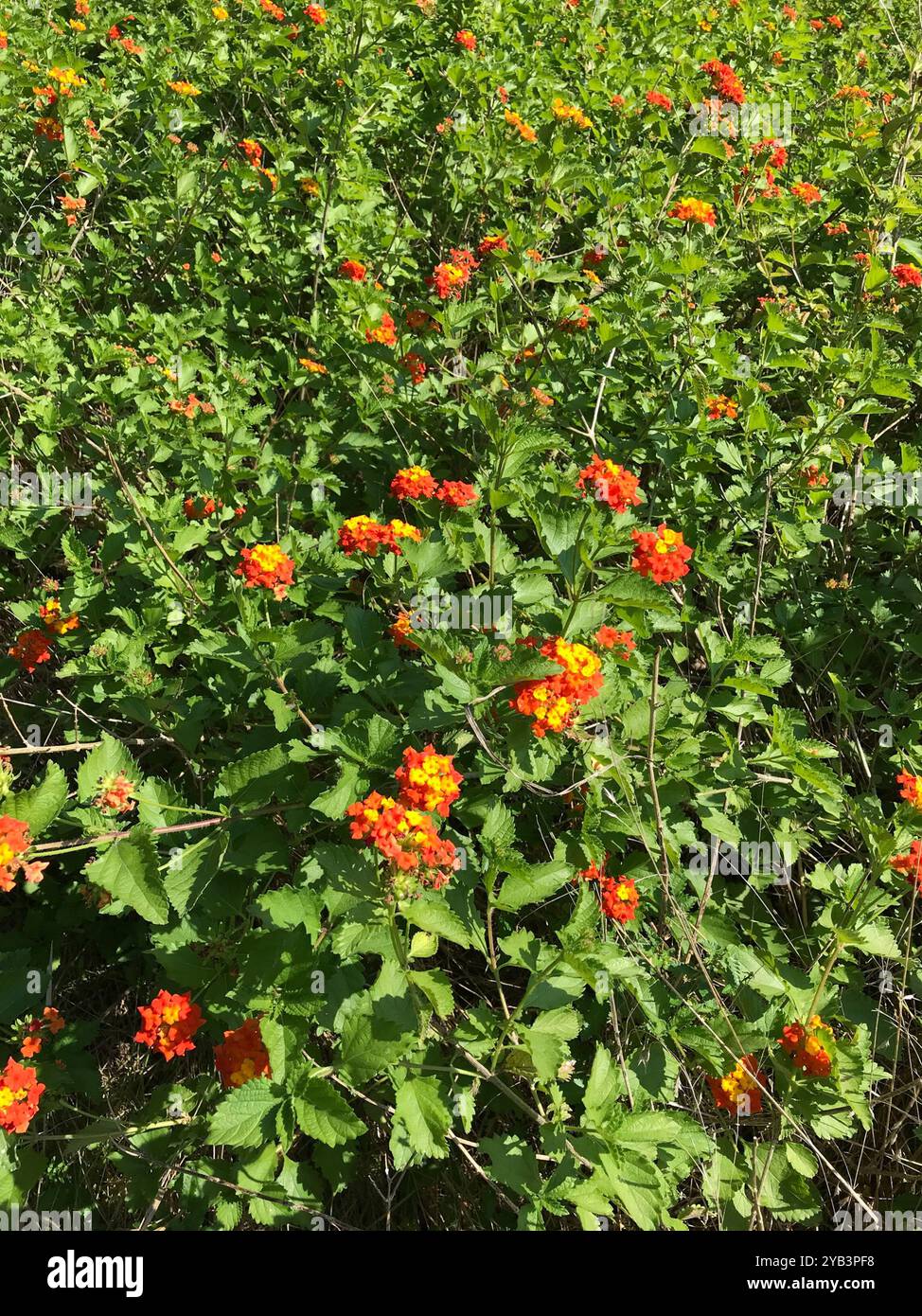 lantanas (Lantana) Plantae Stock Photo - Alamy