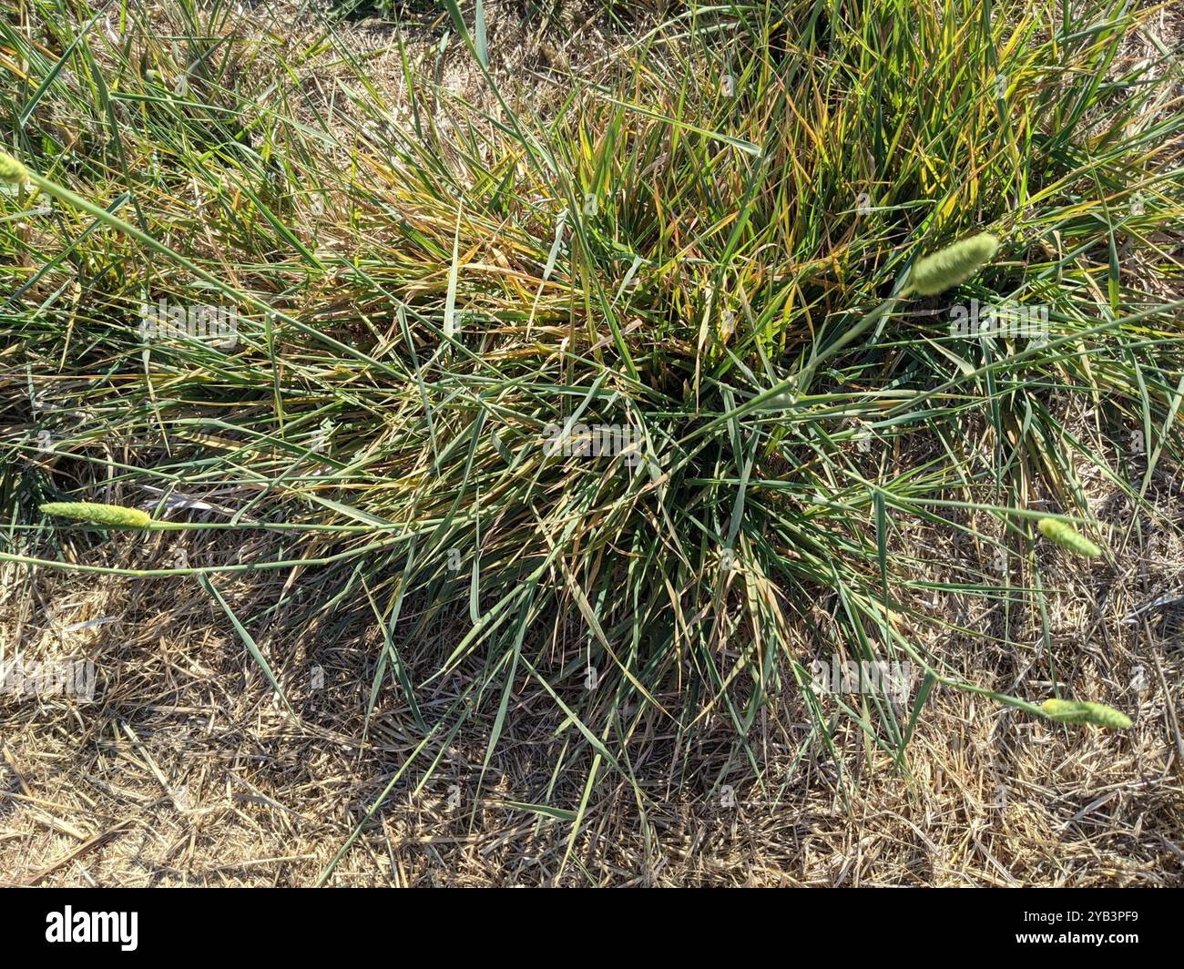 harding grass (Phalaris aquatica) Plantae Stock Photo - Alamy