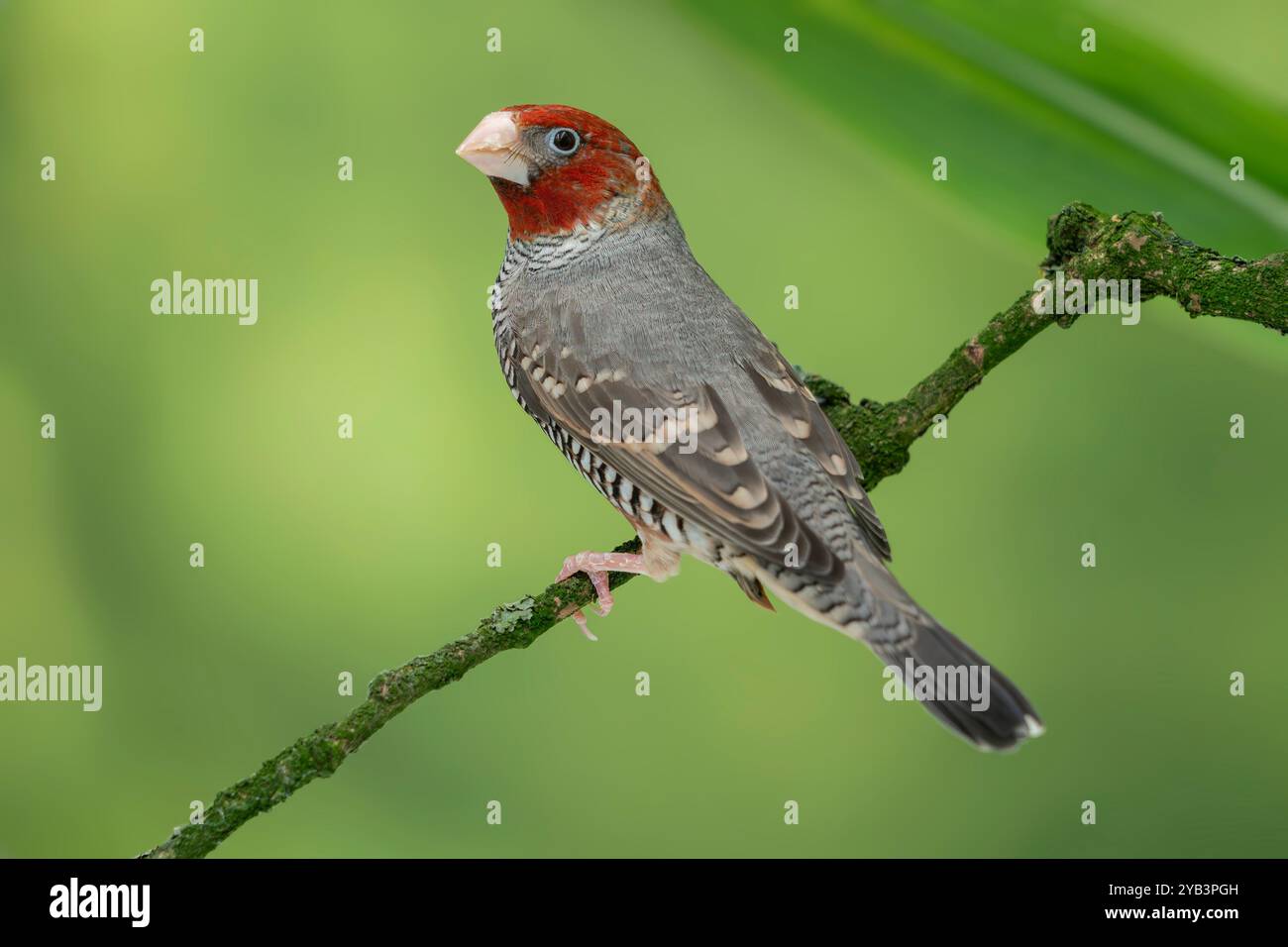 red-headed finch Amadina erythrocephala Stock Photo - Alamy