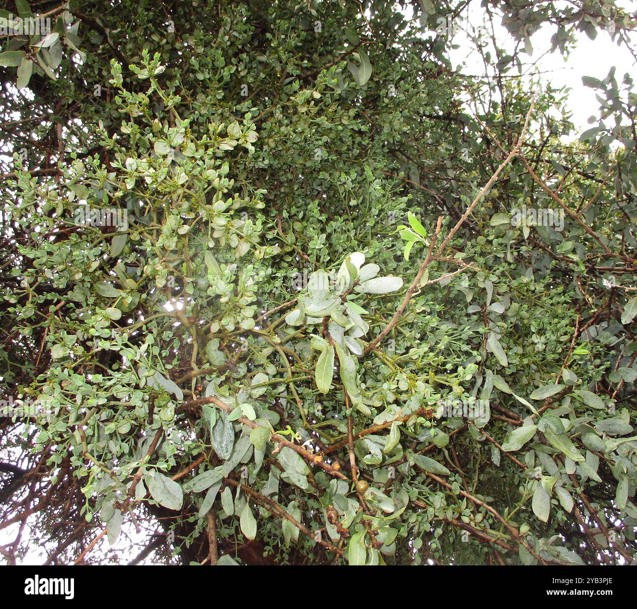 Shepherds tree (Boscia albitrunca) Plantae Stock Photo - Alamy