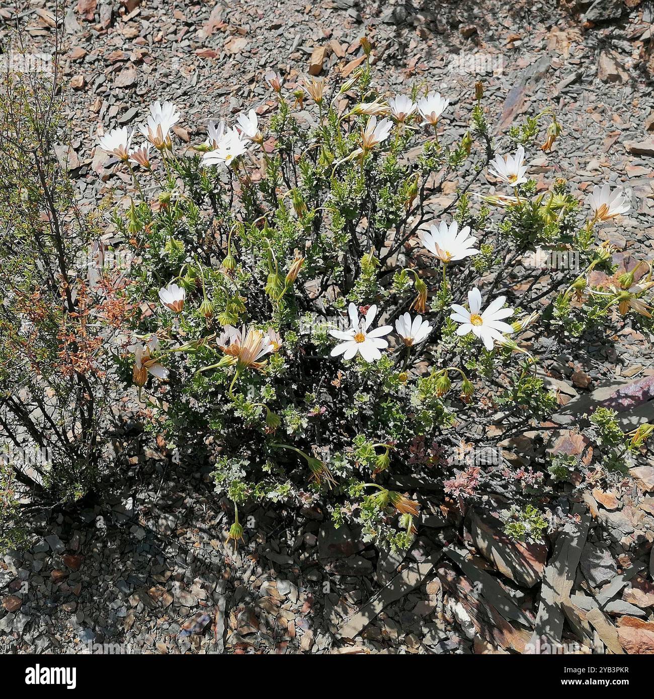 Sticky Rain Daisy (Dimorphotheca cuneata) Plantae Stock Photo - Alamy