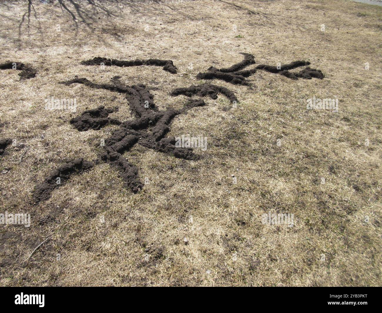 Northern Pocket Gopher (Thomomys talpoides) Mammalia Stock Photo - Alamy
