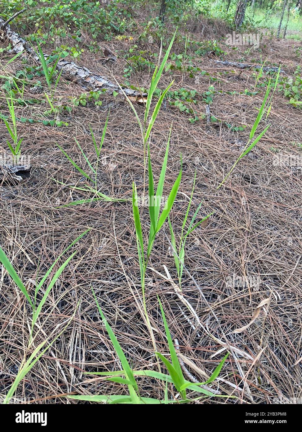 grasses, sedges, cattails, and allies (Poales) Plantae Stock Photo - Alamy