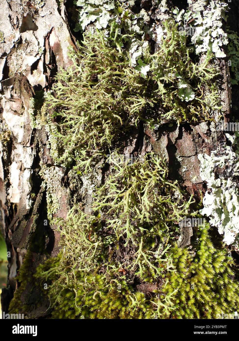 Great Ciliated Lichen (Anaptychia ciliaris) Fungi Stock Photo - Alamy