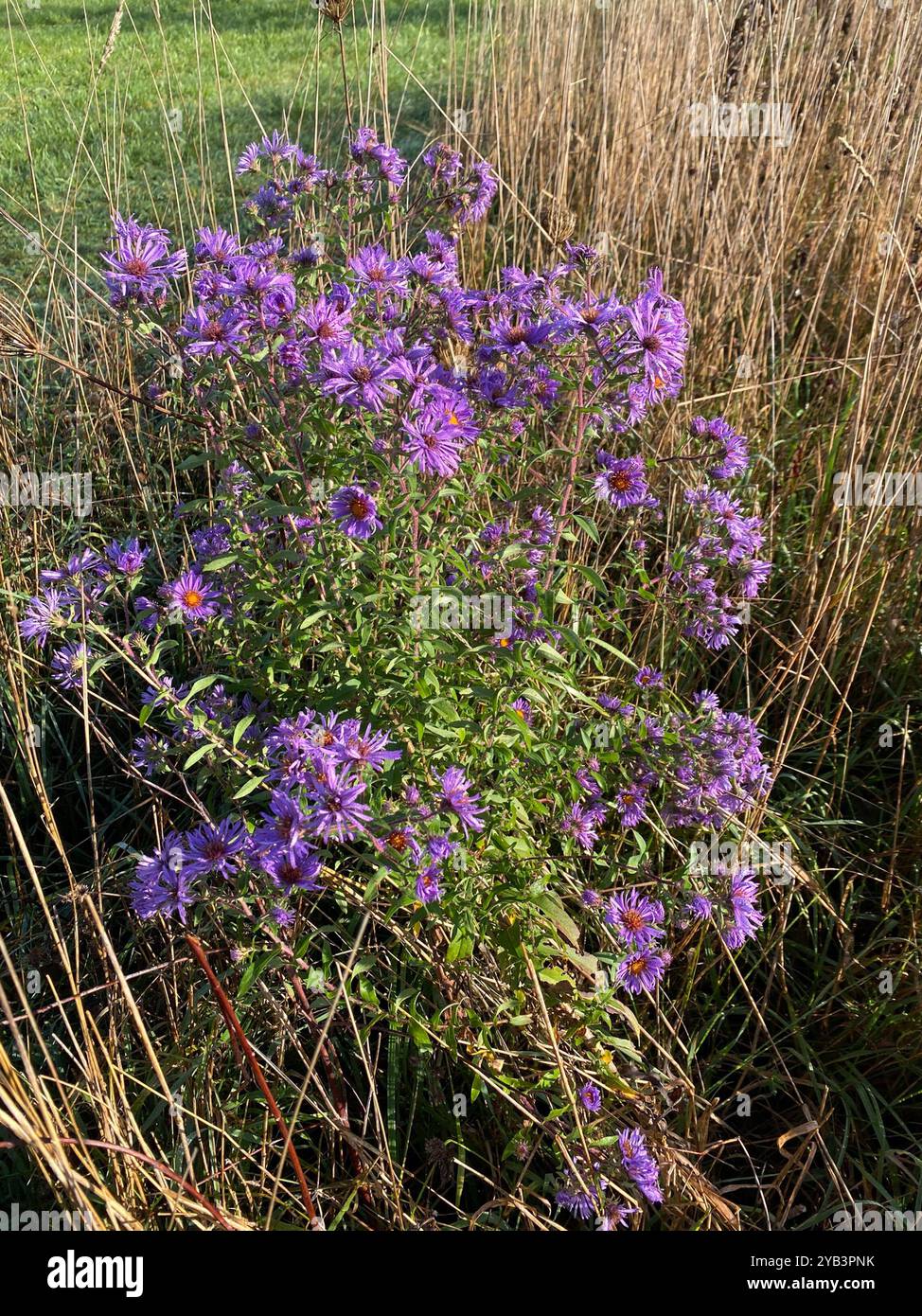 New England aster (Symphyotrichum novae-angliae) Plantae Stock Photo ...