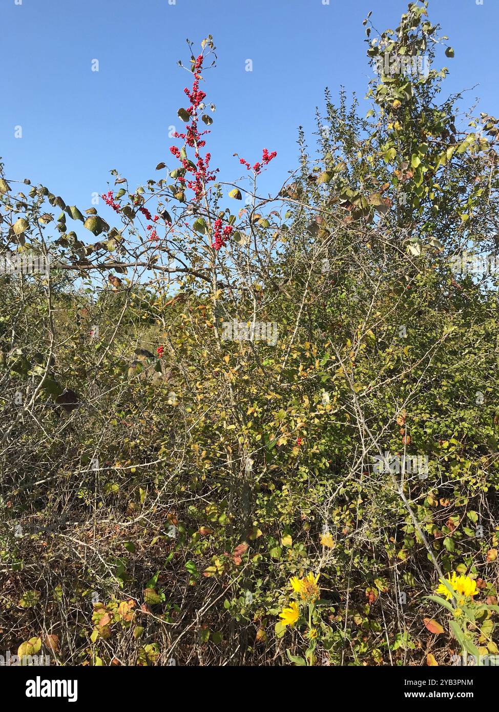 possumhaw (Ilex decidua) Plantae Stock Photo - Alamy