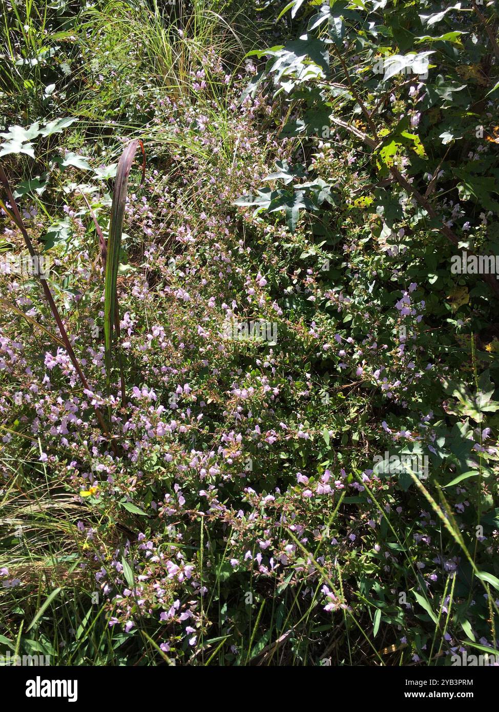 Georgia calamint (Clinopodium carolinianum) Plantae Stock Photo - Alamy