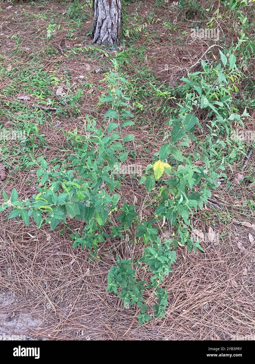 Cuban jute (Sida rhombifolia) Plantae Stock Photo - Alamy