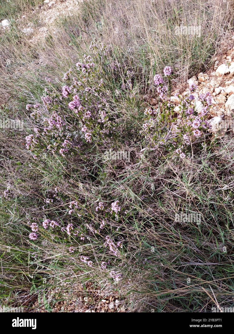 Autumn Heather (Erica manipuliflora) Plantae Stock Photo - Alamy