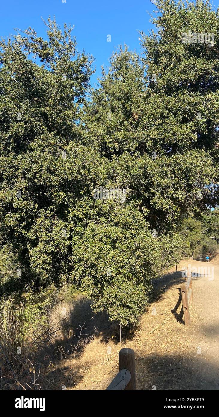 coast live oak (Quercus agrifolia) Plantae Stock Photo - Alamy