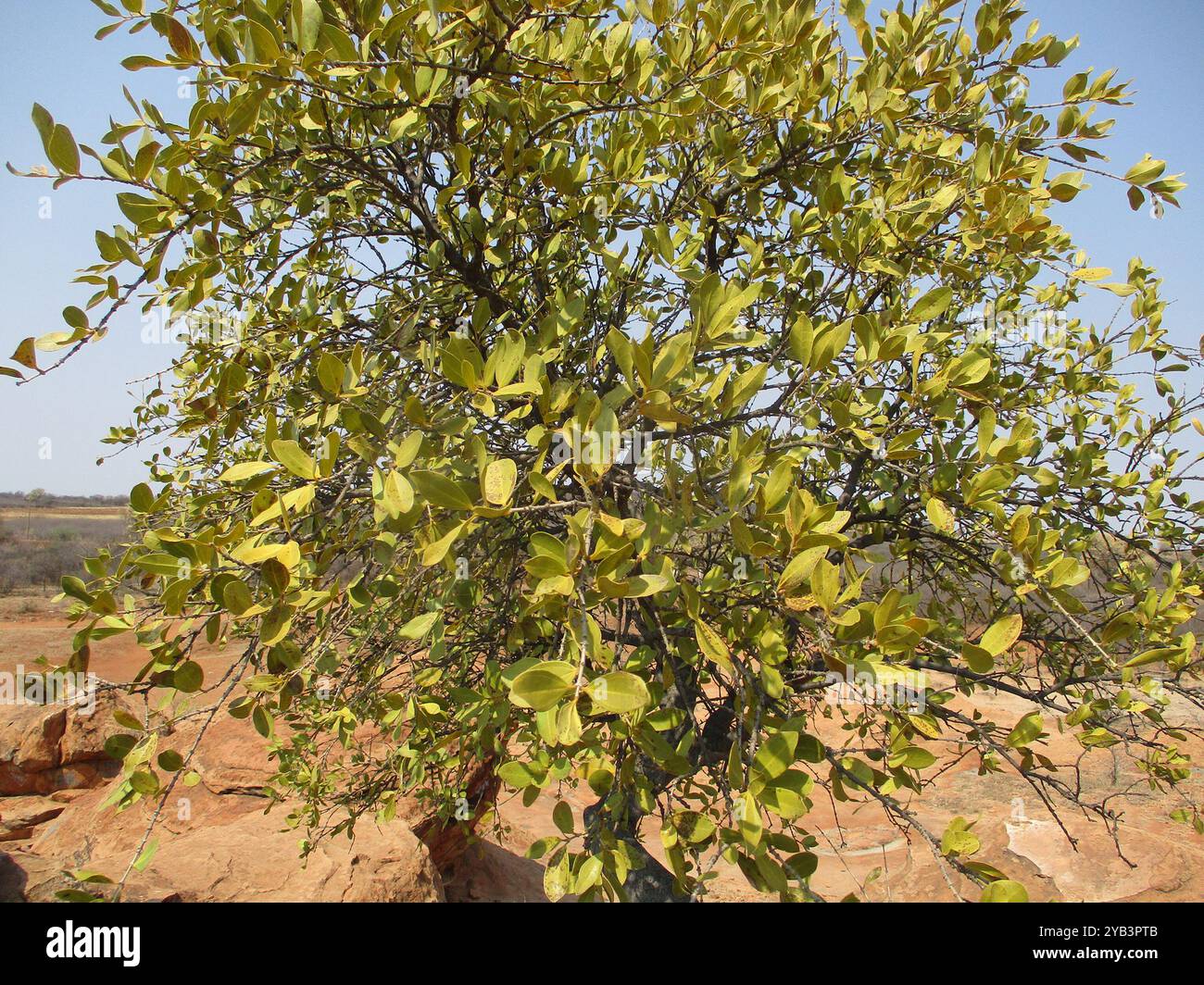Green Monkey Orange (Strychnos pungens) Plantae Stock Photo - Alamy