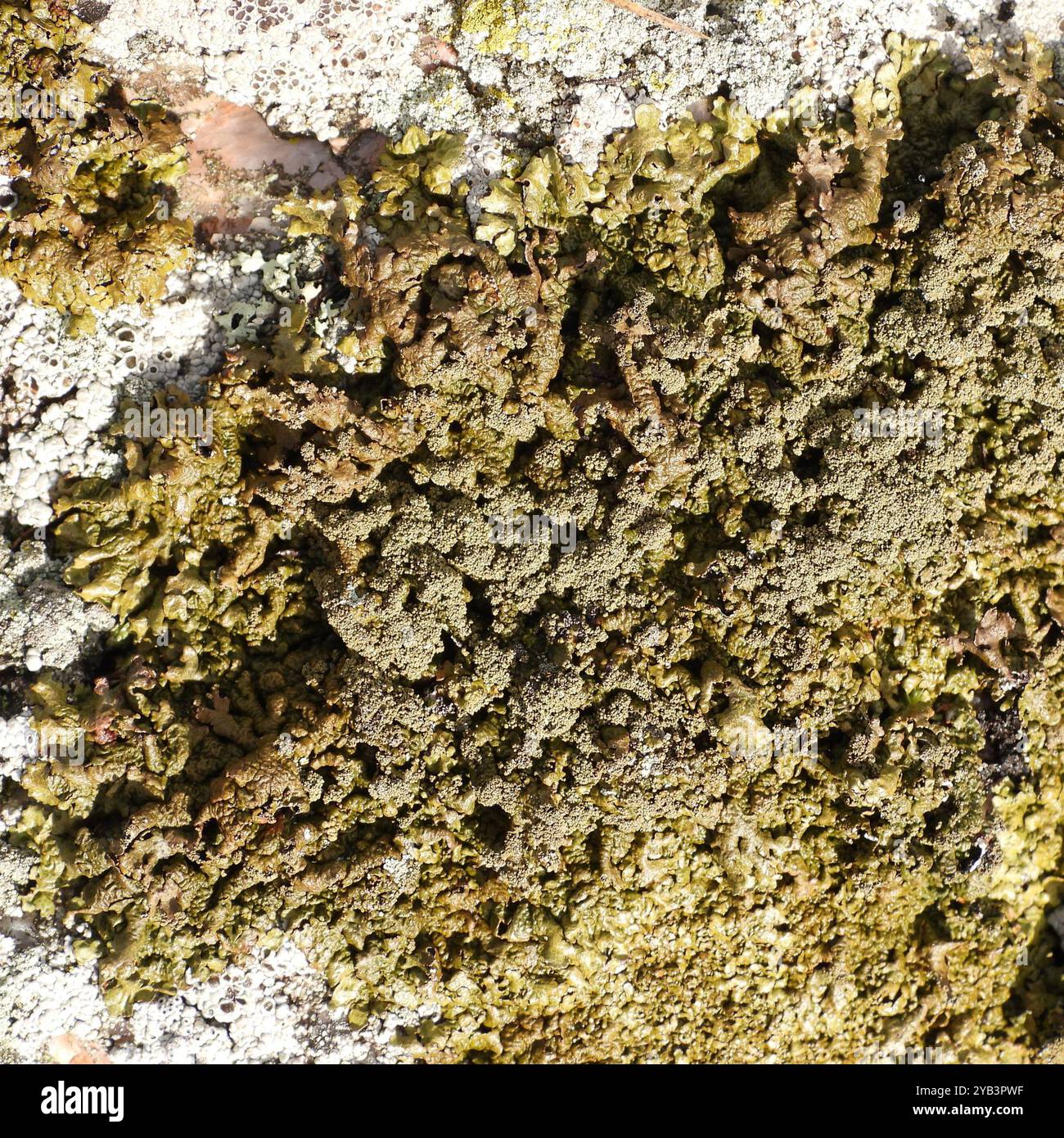 Blistered Camouflage Lichen (Xanthoparmelia loxodes) Fungi Stock Photo ...