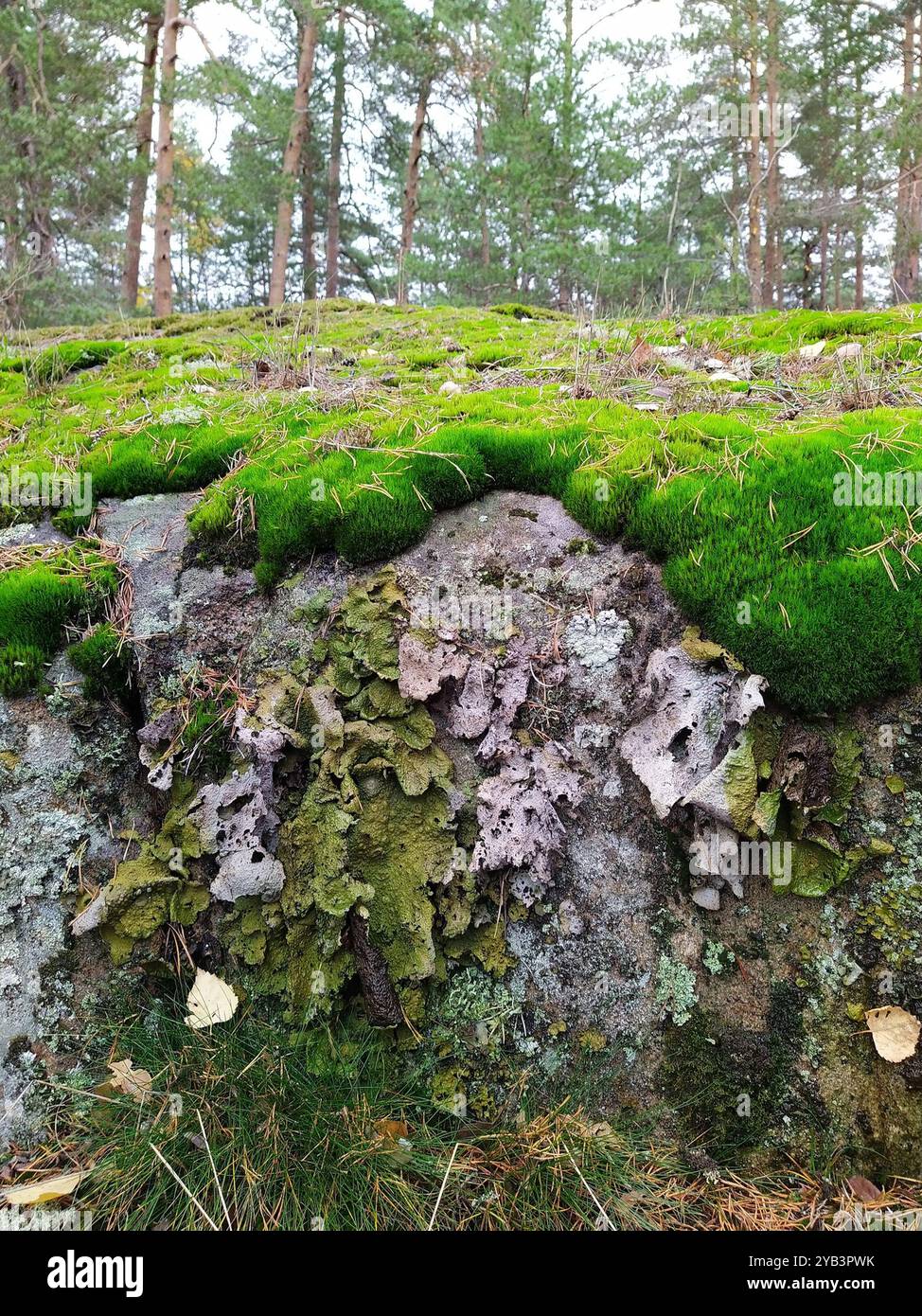 (Lasallia pustulata) Fungi Stock Photo - Alamy