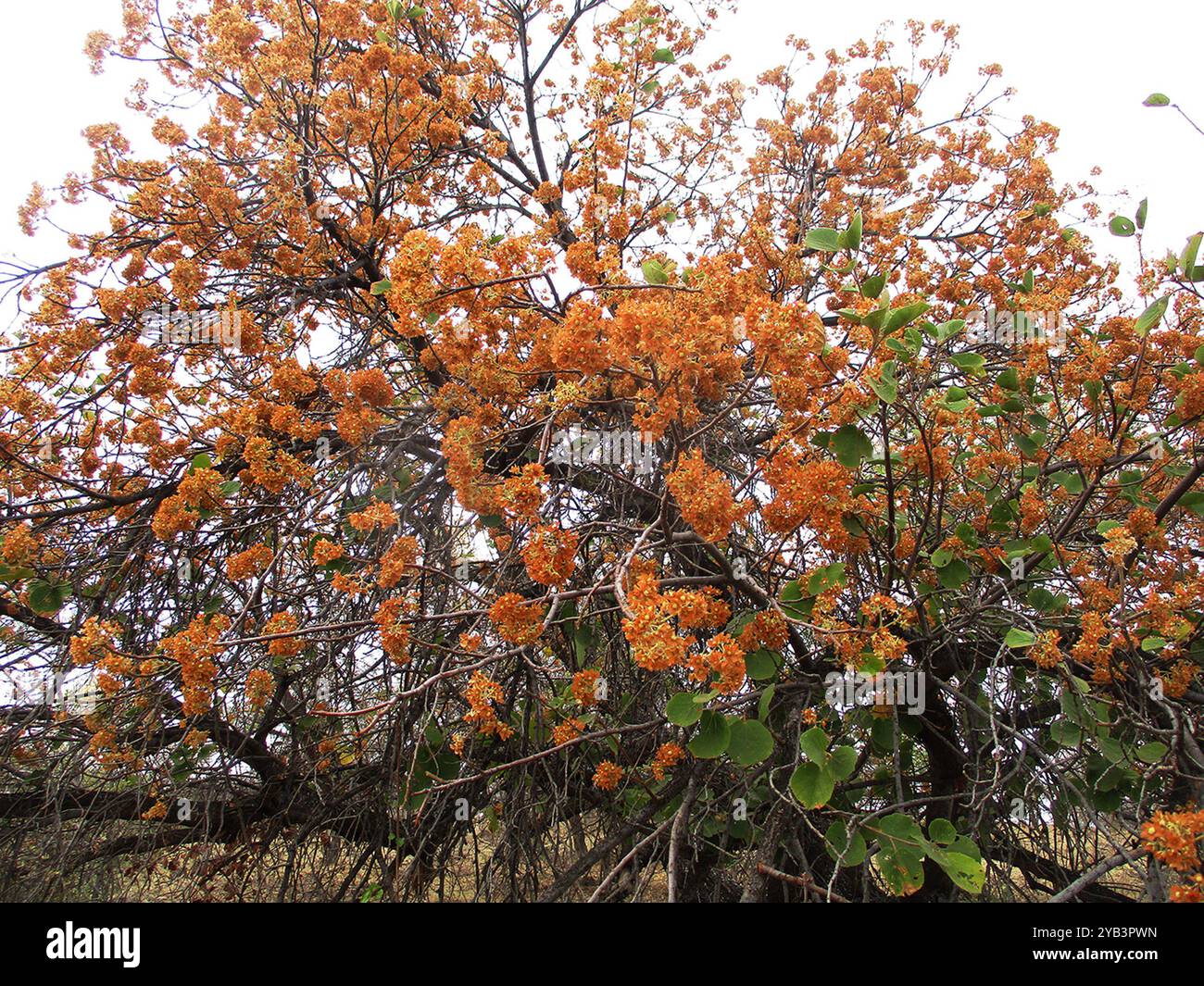 South African Wild Pear (Dombeya rotundifolia) Plantae Stock Photo - Alamy