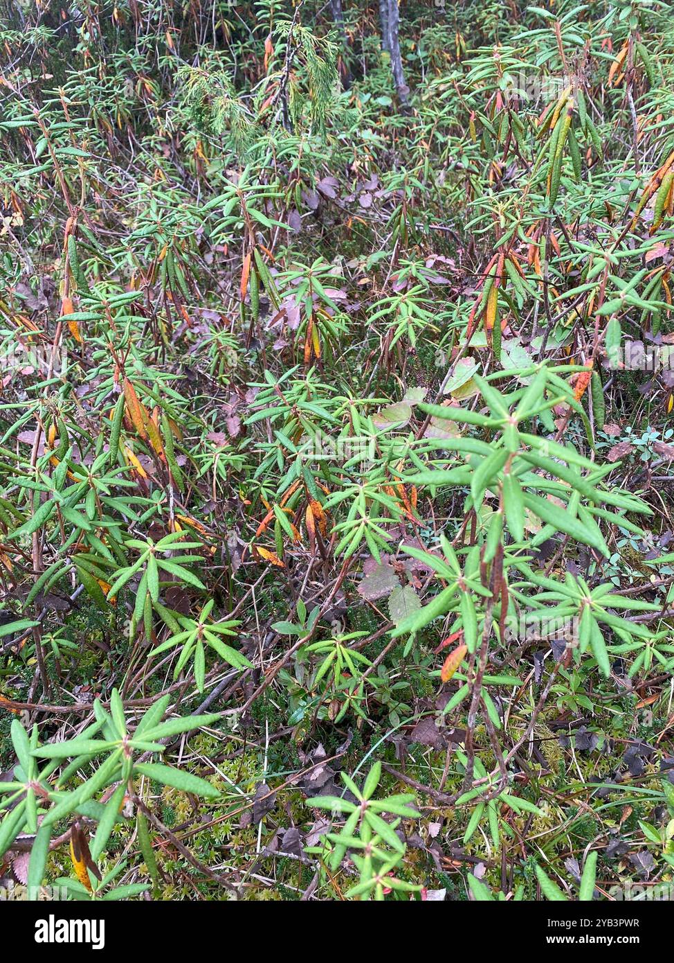 Bog Labrador Tea (Rhododendron groenlandicum) Plantae Stock Photo - Alamy