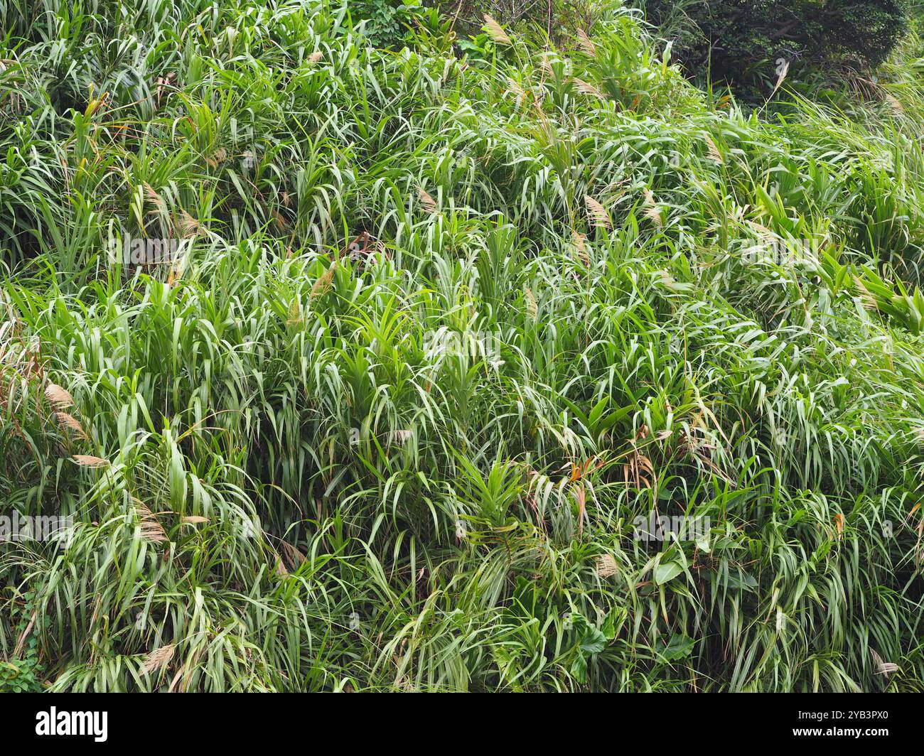 Chinese silver grass (Miscanthus sinensis) Plantae Stock Photo - Alamy