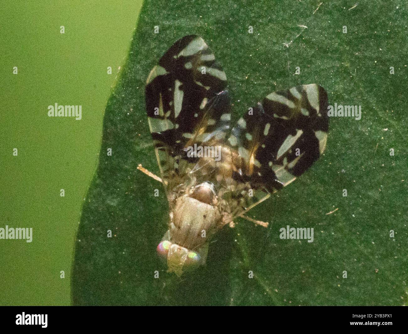 (Neotaracia plaumanni) Insecta Stock Photo - Alamy