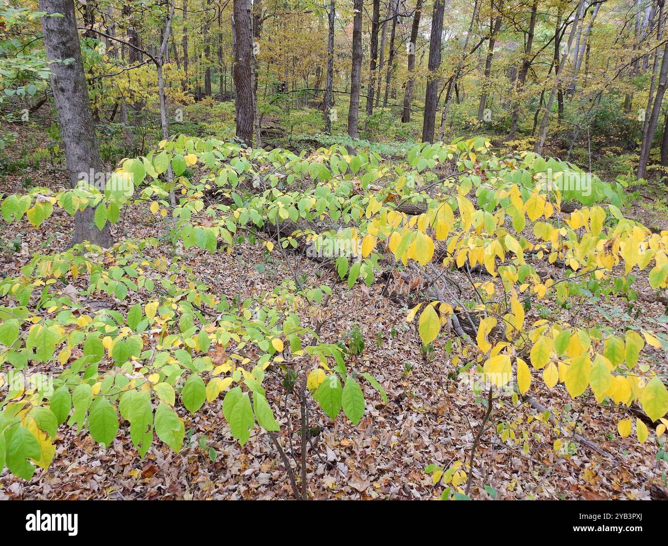 northern spicebush (Lindera benzoin) Plantae Stock Photo - Alamy