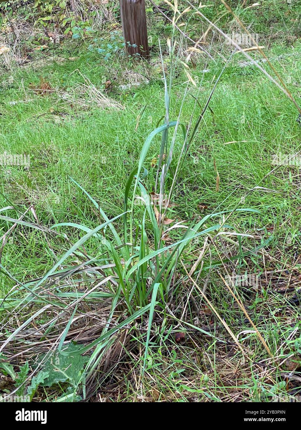 bristlegrasses, bluestems, paspalums, and allies (Panicoideae) Plantae ...