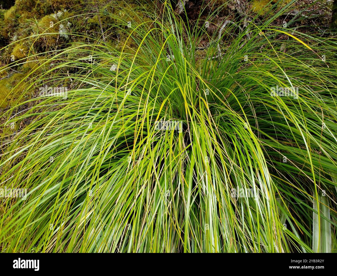 Snow tussock (Chionochloa) Plantae Stock Photo - Alamy