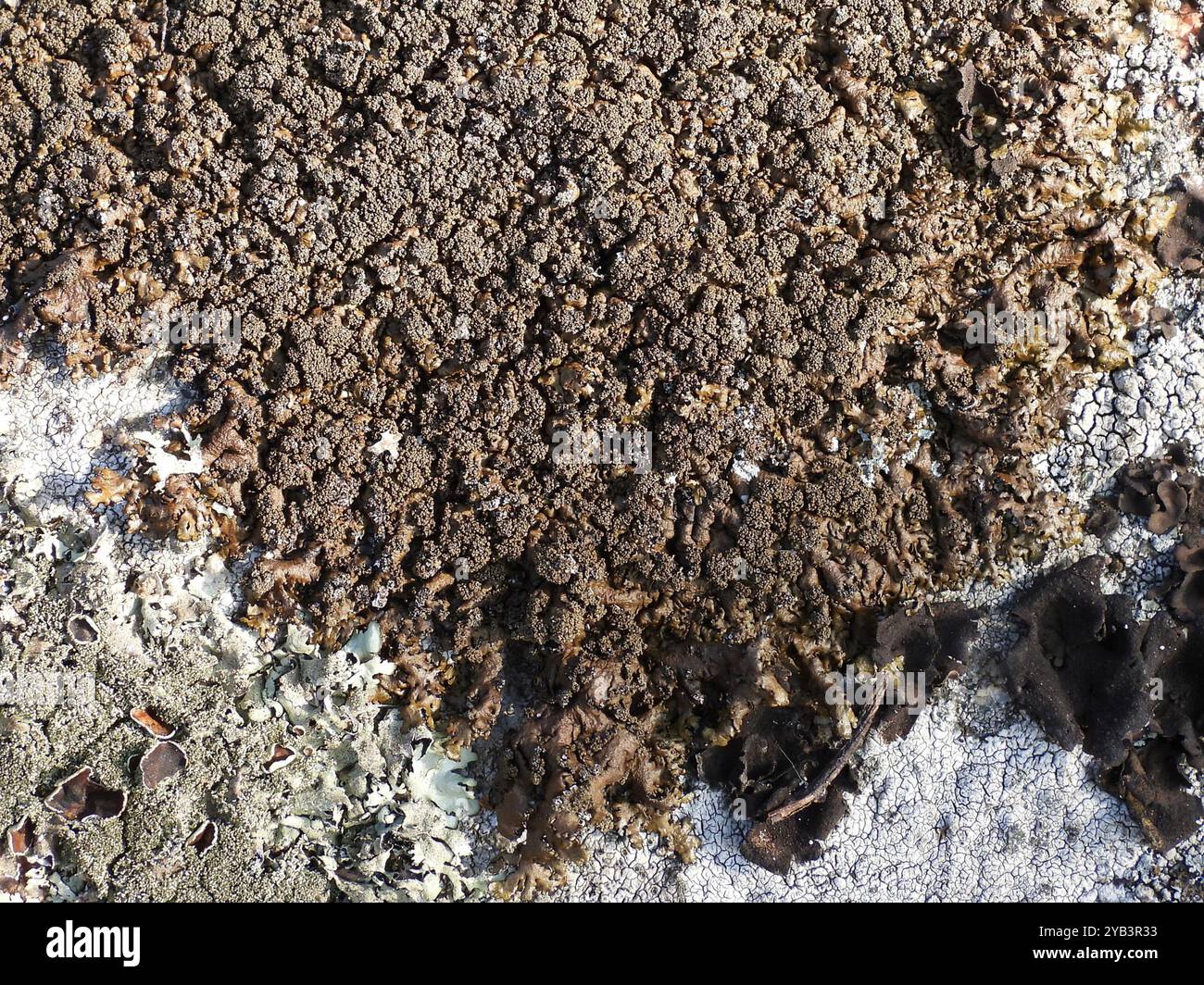 Blistered Camouflage Lichen (Xanthoparmelia loxodes) Fungi Stock Photo ...