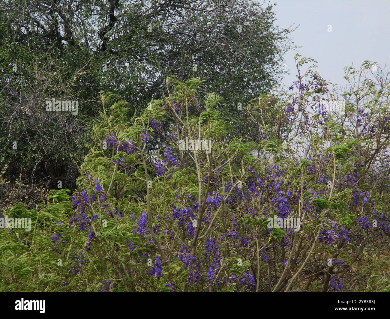 Tree-wisteria (Bolusanthus speciosus) Plantae Stock Photo - Alamy