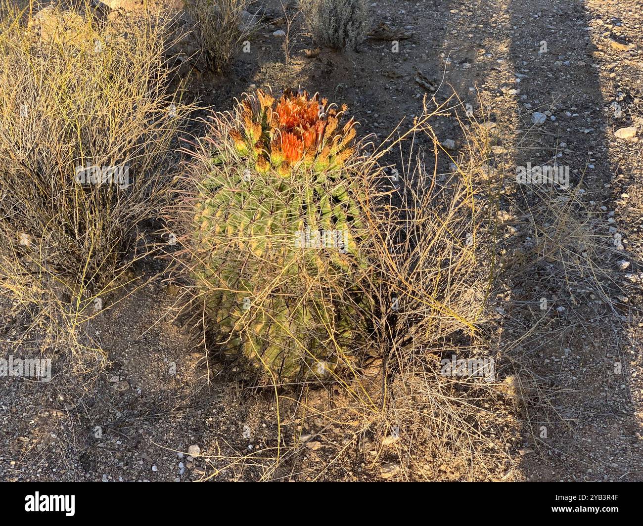 fishhook barrel cactus (Ferocactus wislizeni) Plantae Stock Photo - Alamy