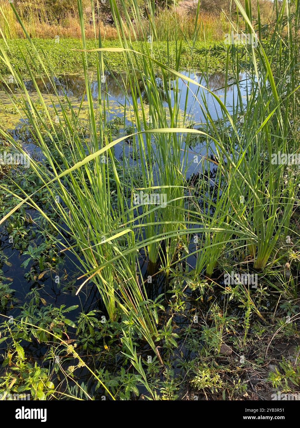 southern cattail (Typha domingensis) Plantae Stock Photo - Alamy