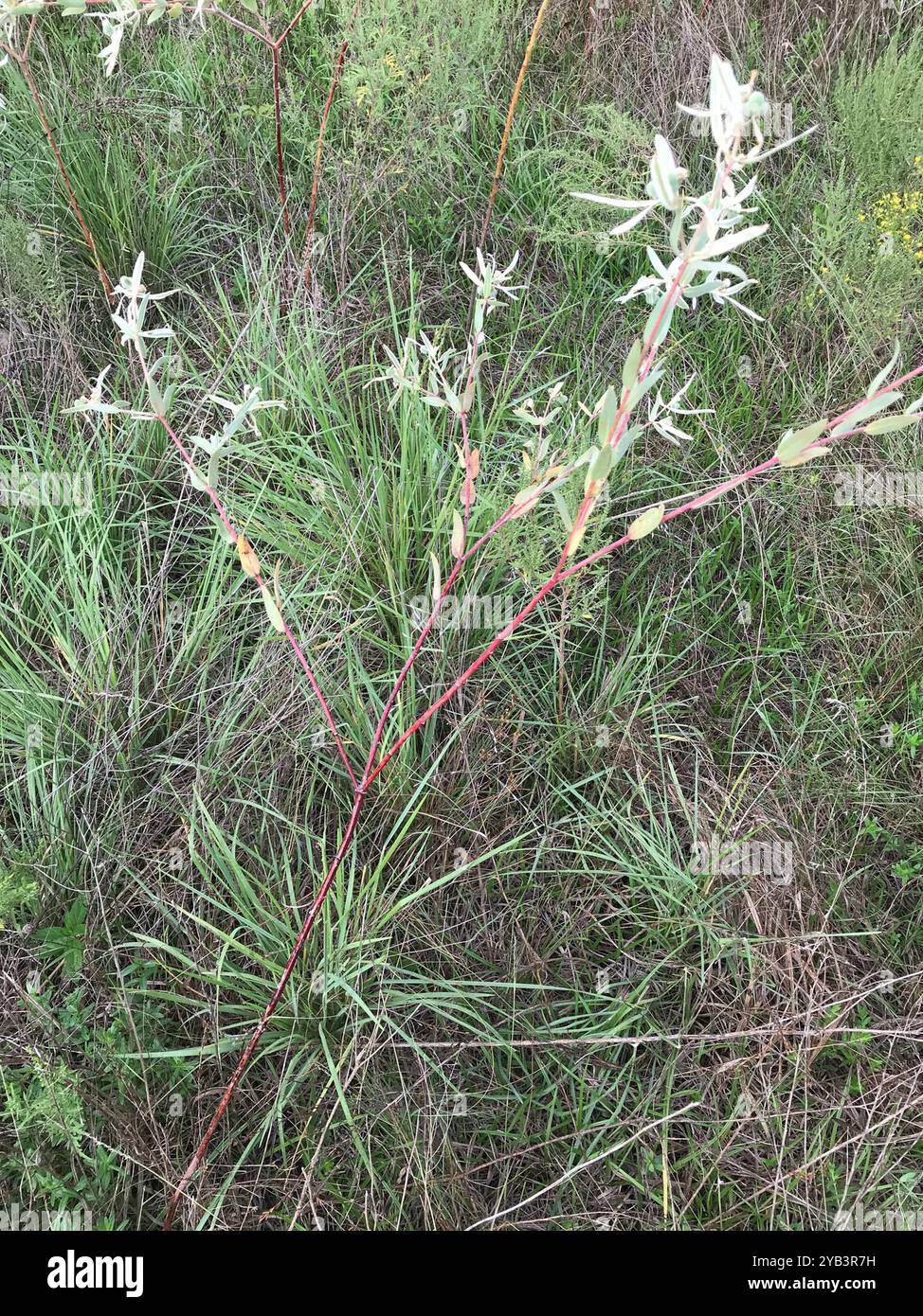snow-on-the-prairie (Euphorbia bicolor) Plantae Stock Photo - Alamy