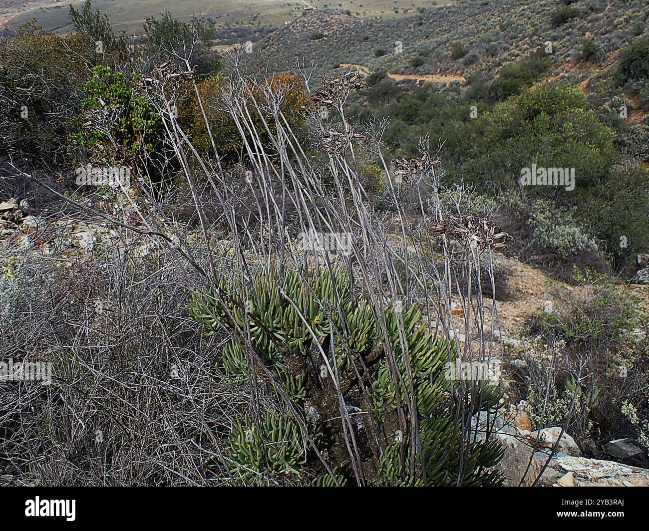 Sulphur Butterbush (Tylecodon cacalioides) Plantae Stock Photo - Alamy
