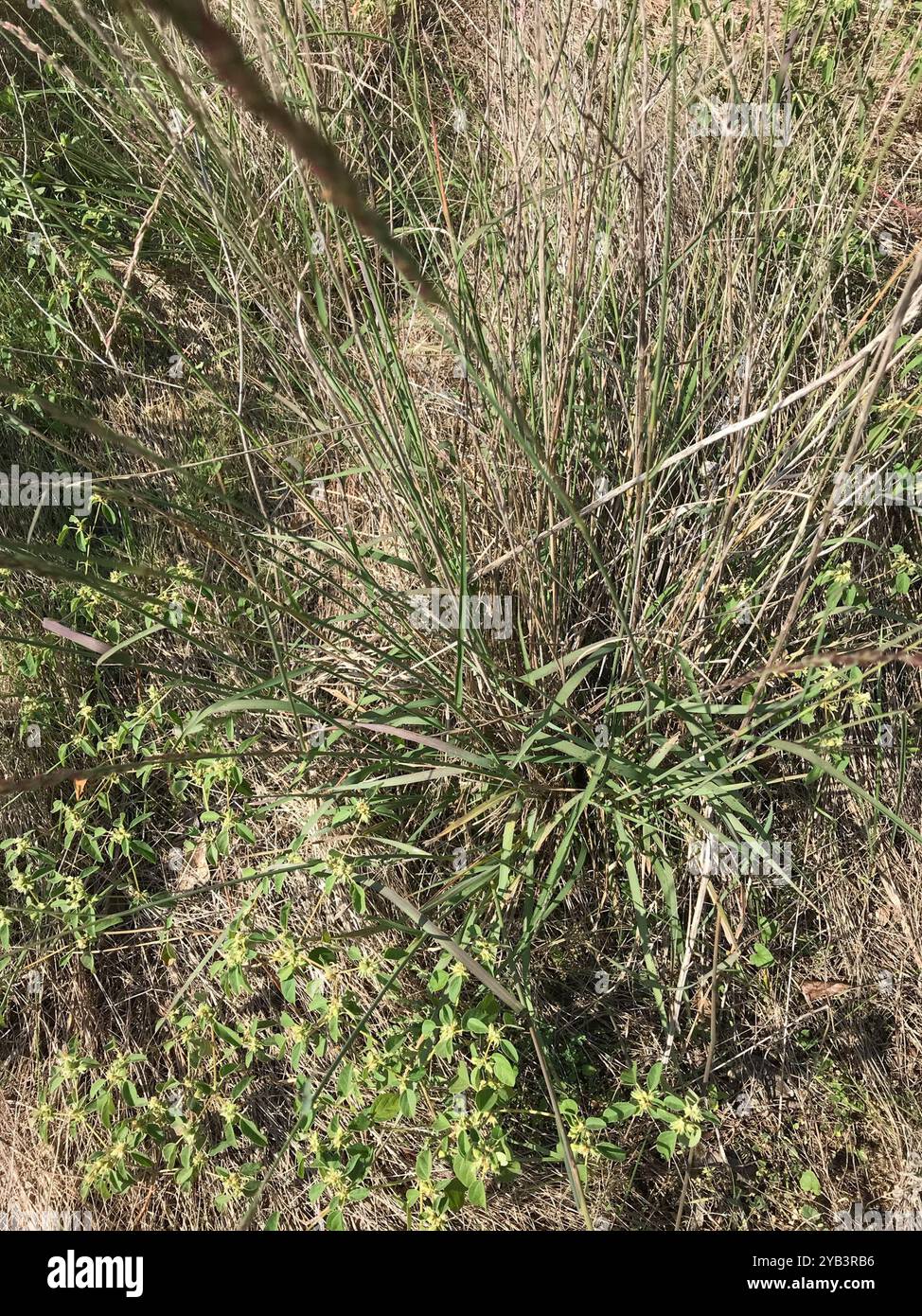 Slim Tridens (Tridentopsis mutica) Plantae Stock Photo - Alamy