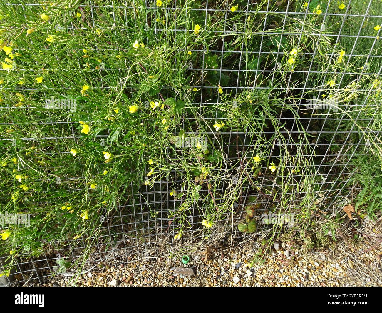 Perennial Wall-rocket (Diplotaxis tenuifolia) Plantae Stock Photo - Alamy