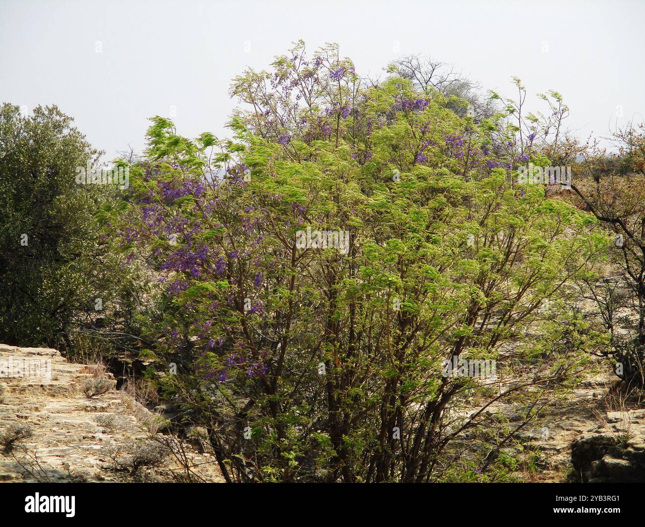 Tree-wisteria (Bolusanthus speciosus) Plantae Stock Photo - Alamy