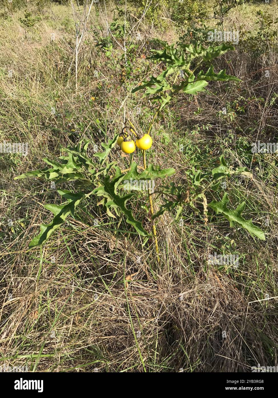 western horsenettle (Solanum dimidiatum) Plantae Stock Photo - Alamy