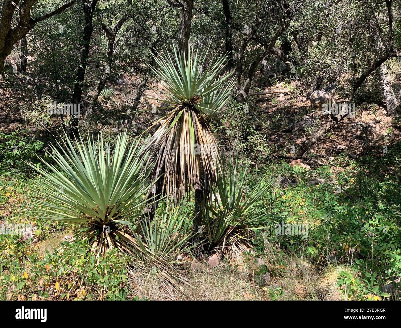 mountain yucca (Yucca madrensis) Plantae Stock Photo - Alamy
