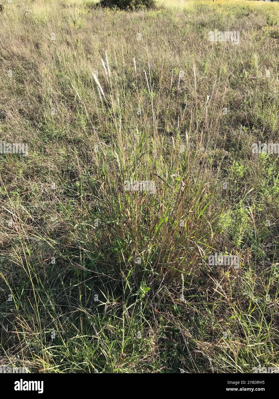 silver bluestem (Bothriochloa torreyana) Plantae Stock Photo - Alamy