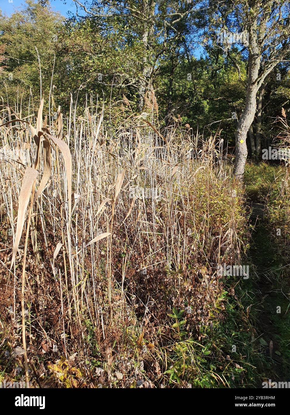common reed (Phragmites australis) Plantae Stock Photo - Alamy