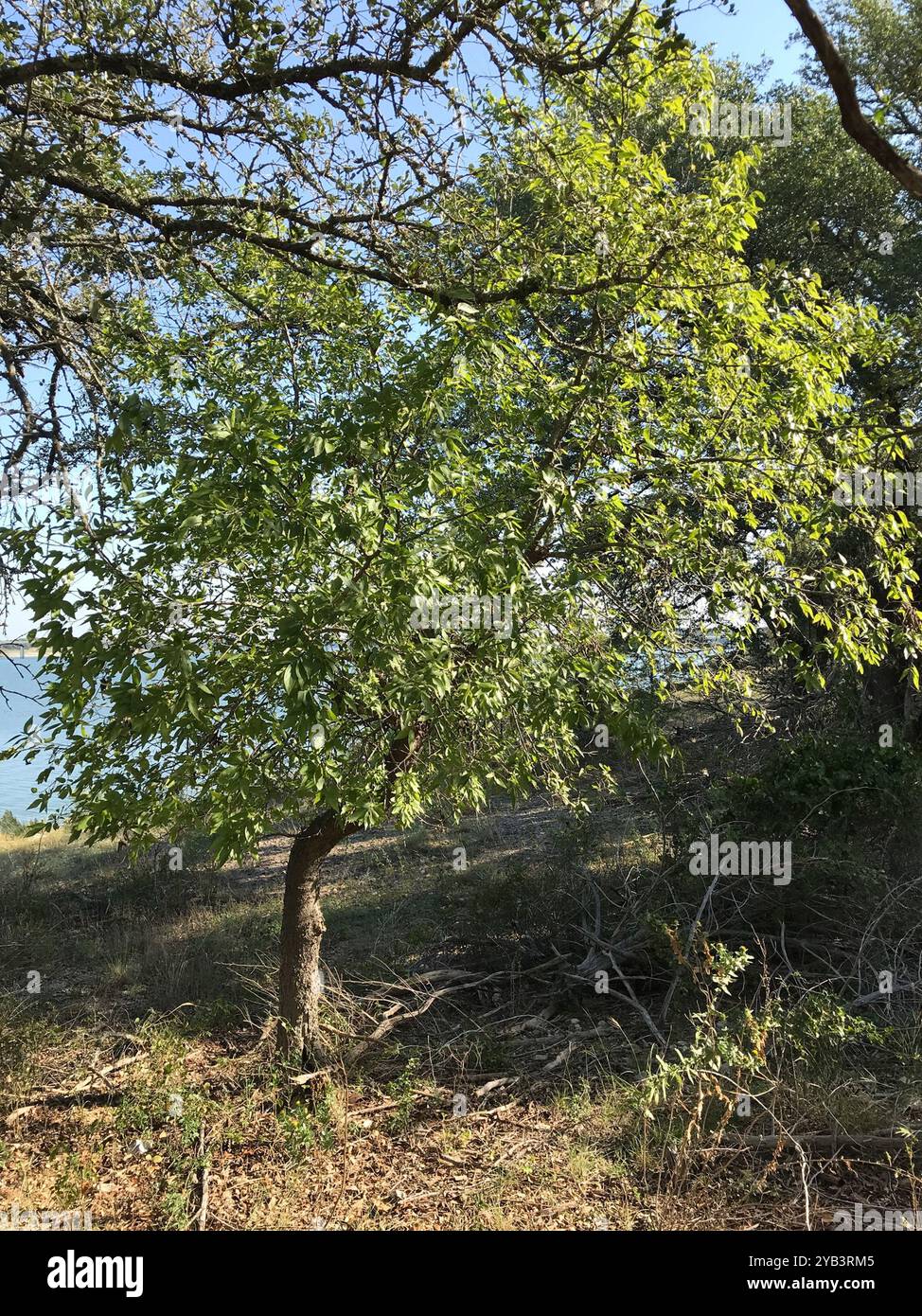 sugar hackberry (Celtis laevigata) Plantae Stock Photo - Alamy