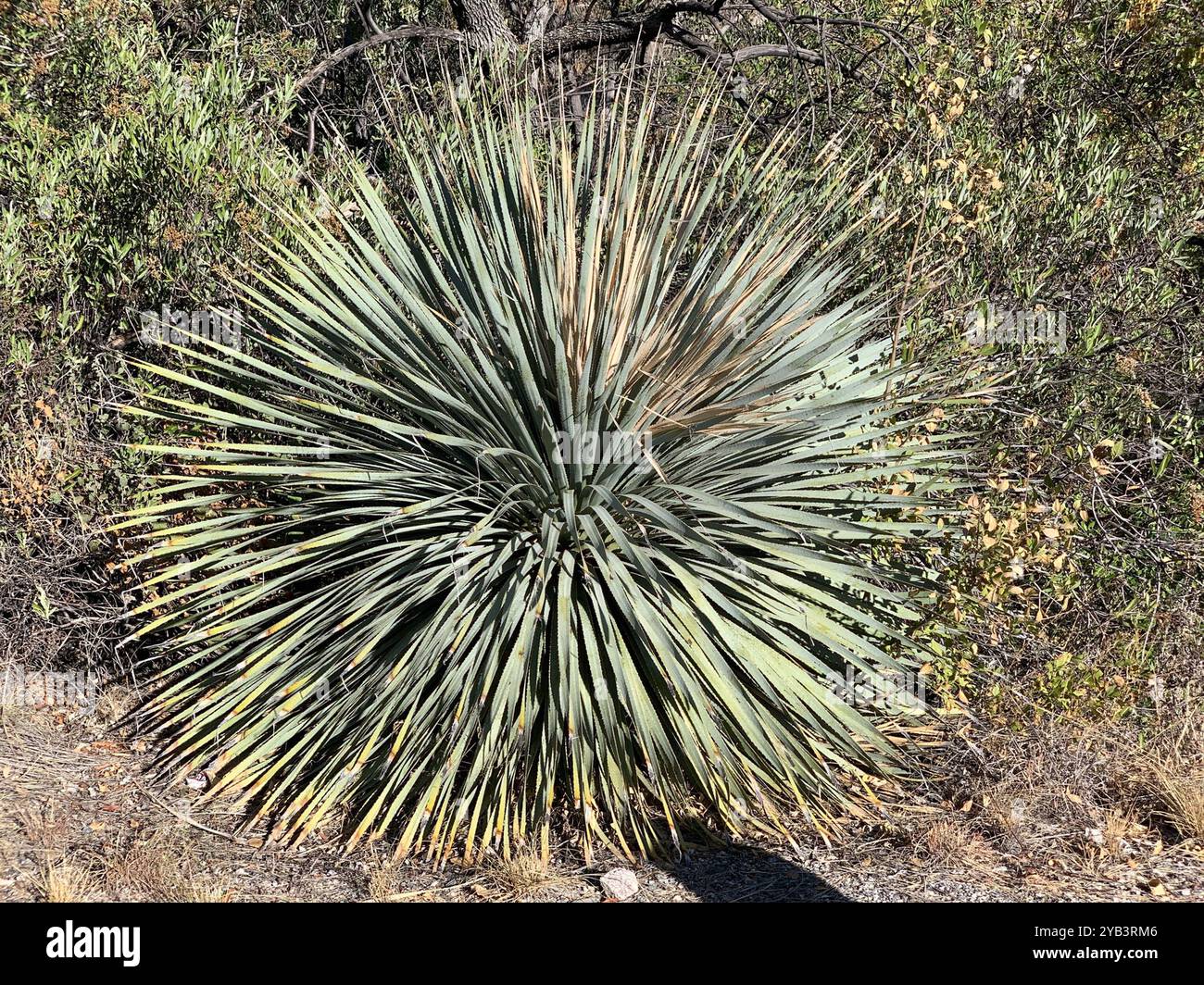 Wheeler sotol (Dasylirion wheeleri) Plantae Stock Photo - Alamy