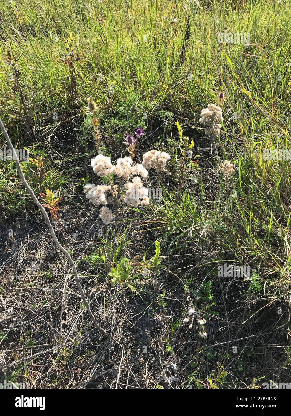 False Boneset (Brickellia eupatorioides) Plantae Stock Photo - Alamy
