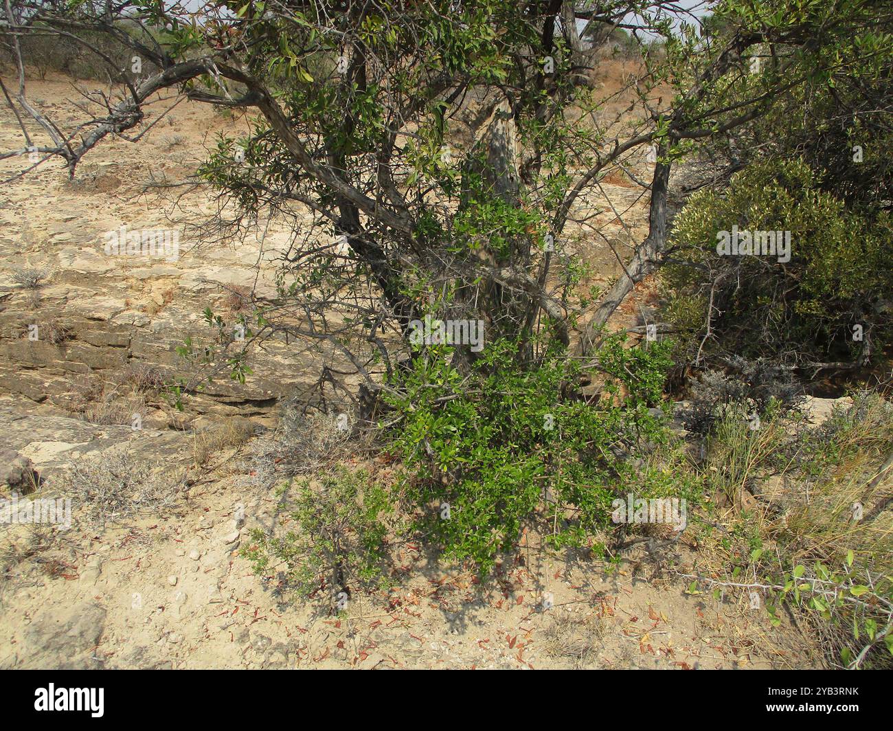 African olive (Olea europaea cuspidata) Plantae Stock Photo - Alamy