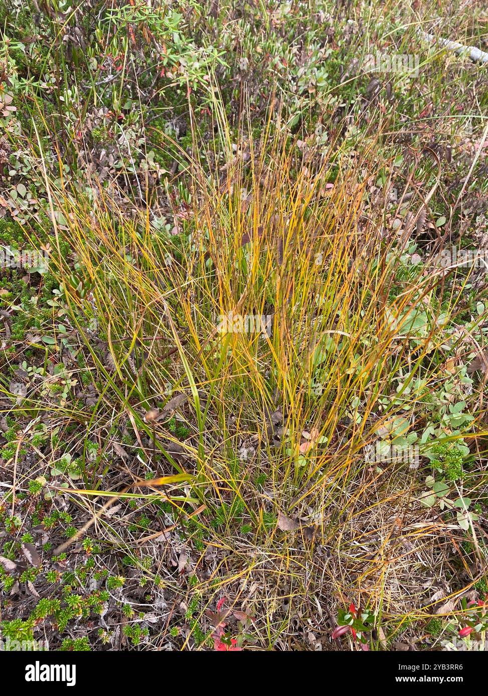 grasses, sedges, cattails, and allies (Poales) Plantae Stock Photo - Alamy