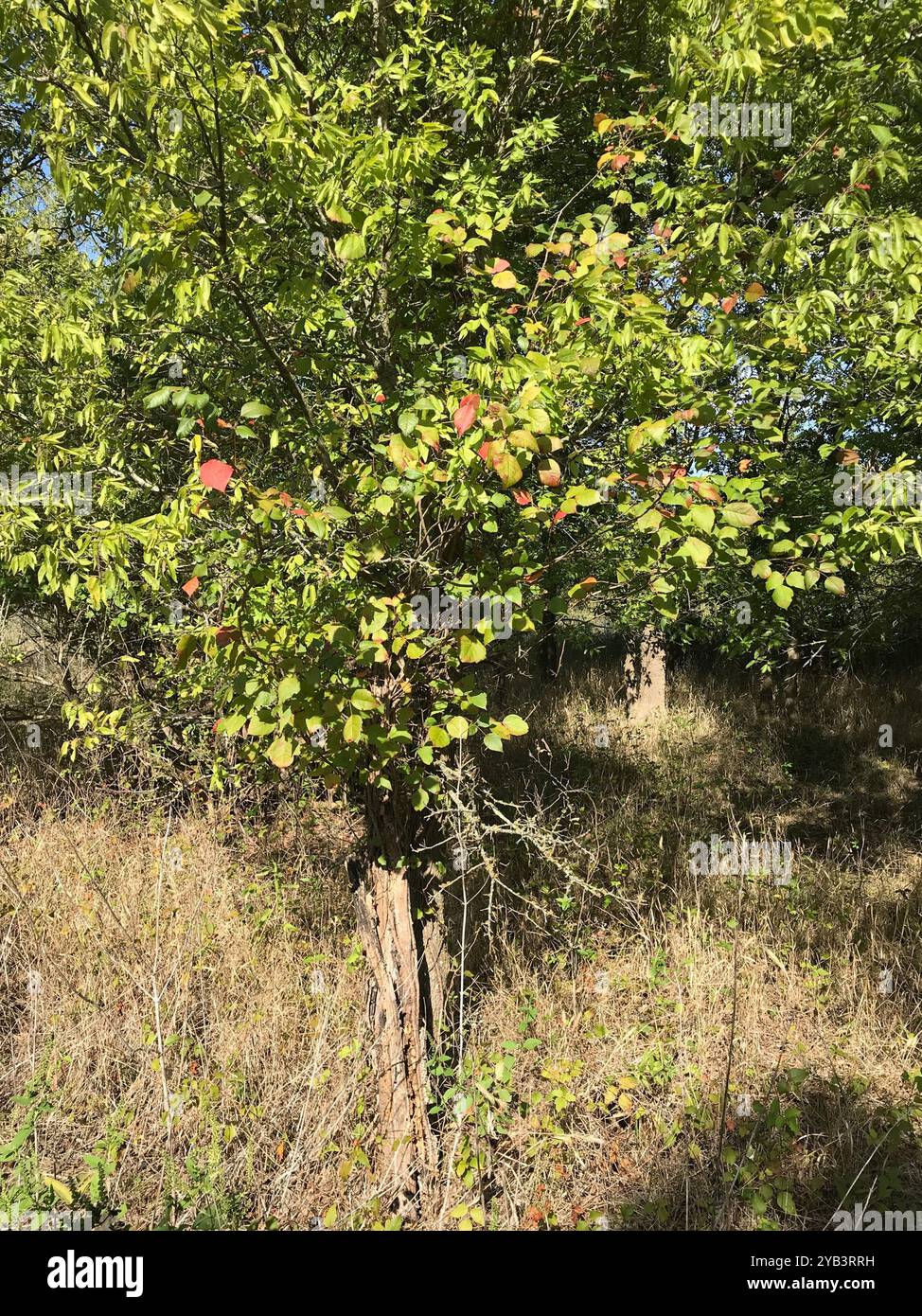 eastern poison ivy (Toxicodendron radicans) Plantae Stock Photo - Alamy