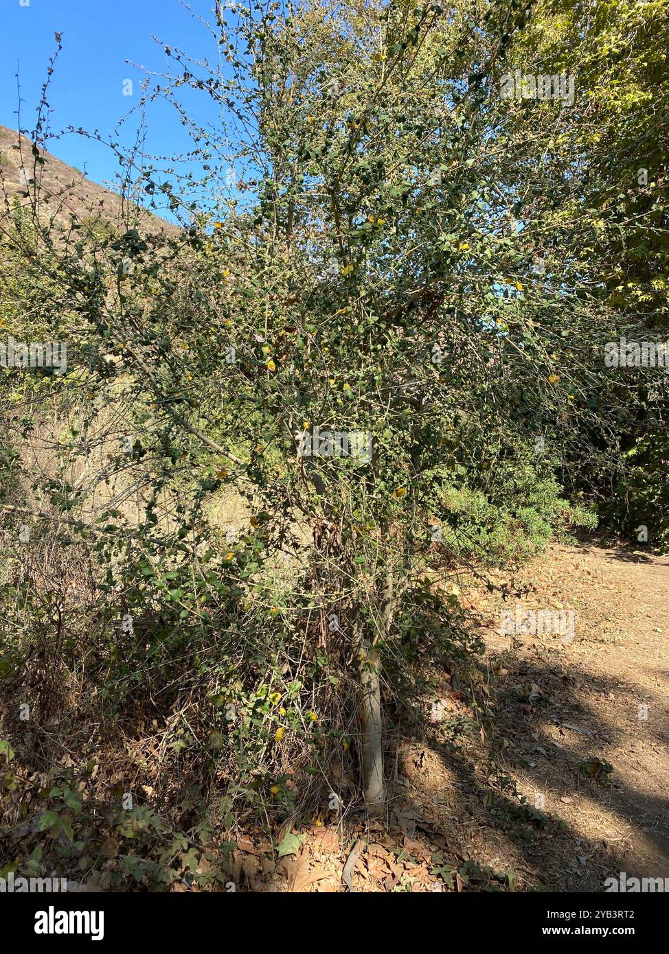 southern coastal bushmallow (Malacothamnus fasciculatus) Plantae Stock ...
