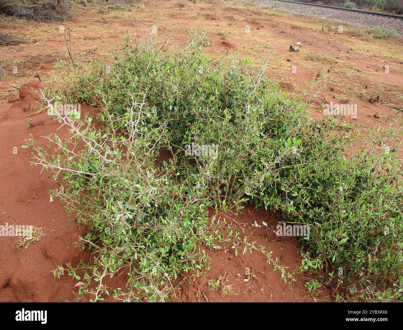 Red Buffalo-bur (Solanum sisymbriifolium) Plantae Stock Photo - Alamy