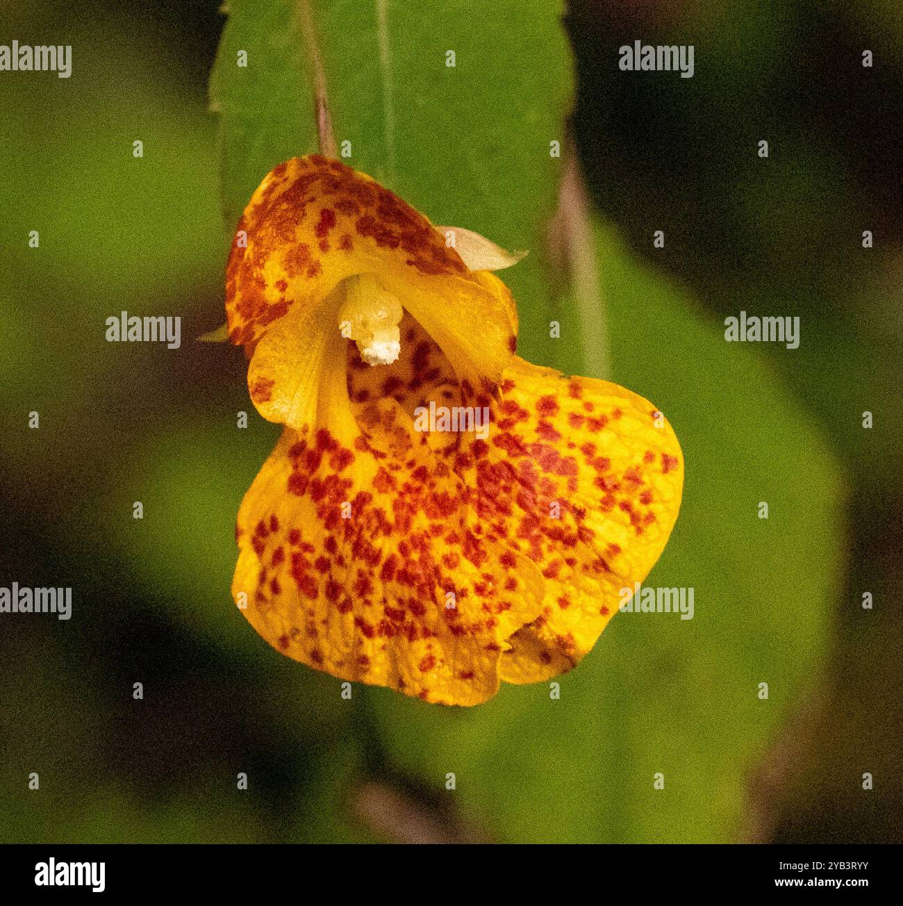 common jewelweed (Impatiens capensis) Plantae Stock Photo - Alamy