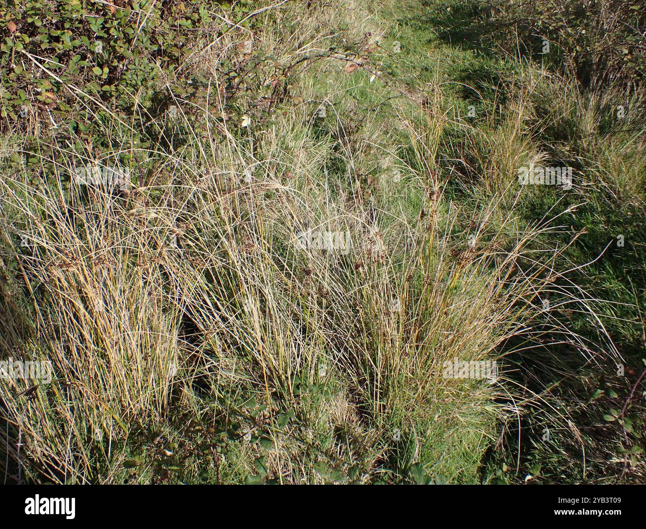 Hard Rush (Juncus inflexus) Plantae Stock Photo - Alamy