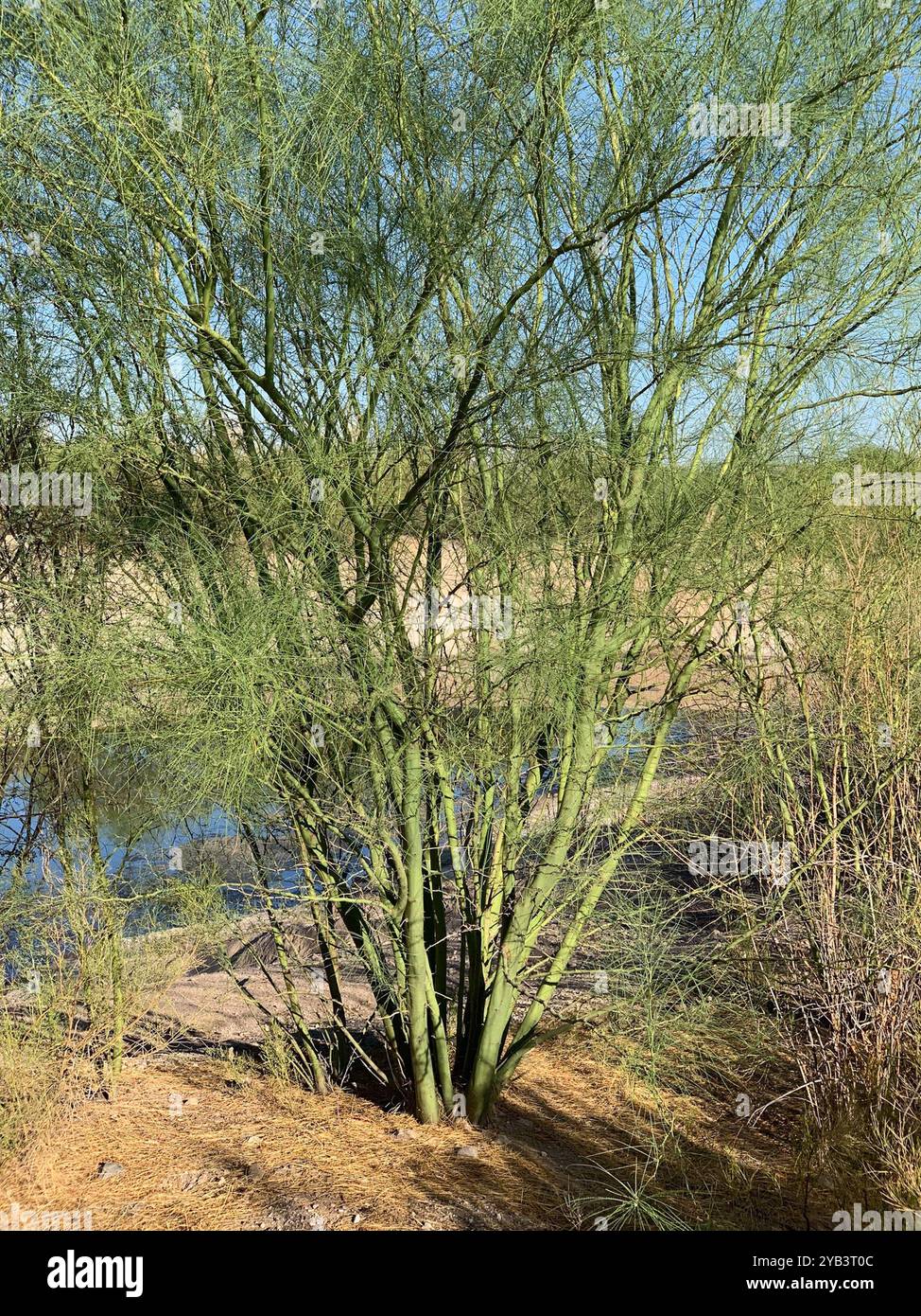 Mexican palo verde (Parkinsonia aculeata) Plantae Stock Photo - Alamy