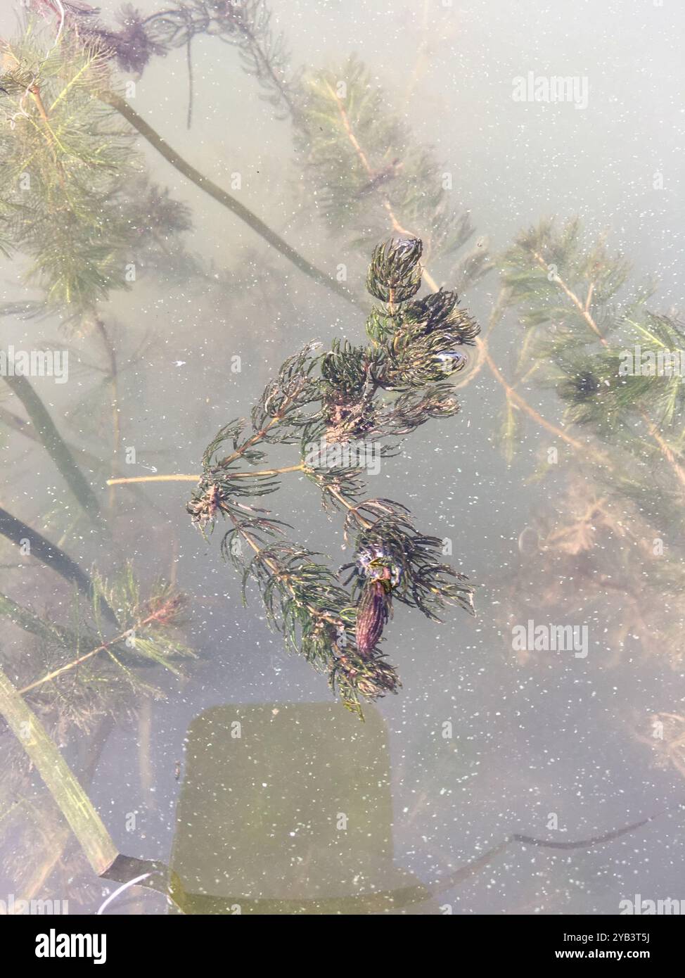 coontail (Ceratophyllum demersum) Plantae Stock Photo - Alamy